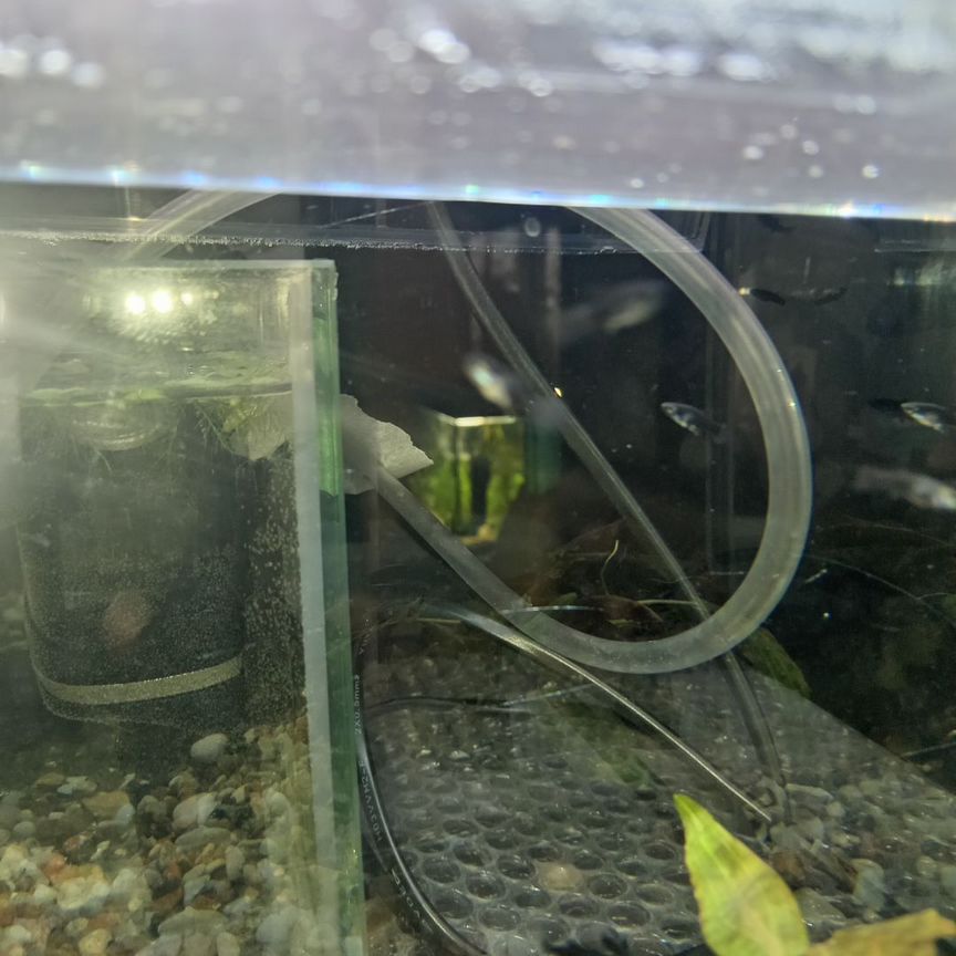 Аквариумные рыбки