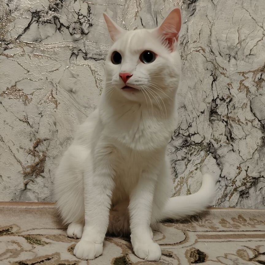 Као-мани, взрослый кот