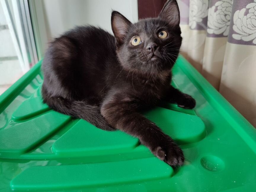 Чёрные котята в добрые руки