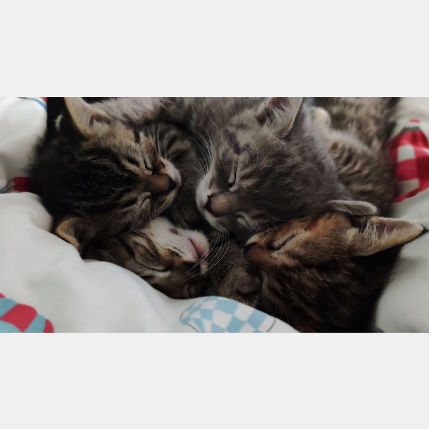 Котята в добрые руки бесплатно