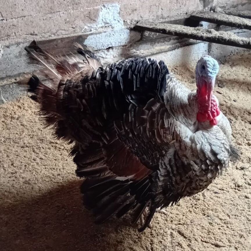 Индюки домашние на племя