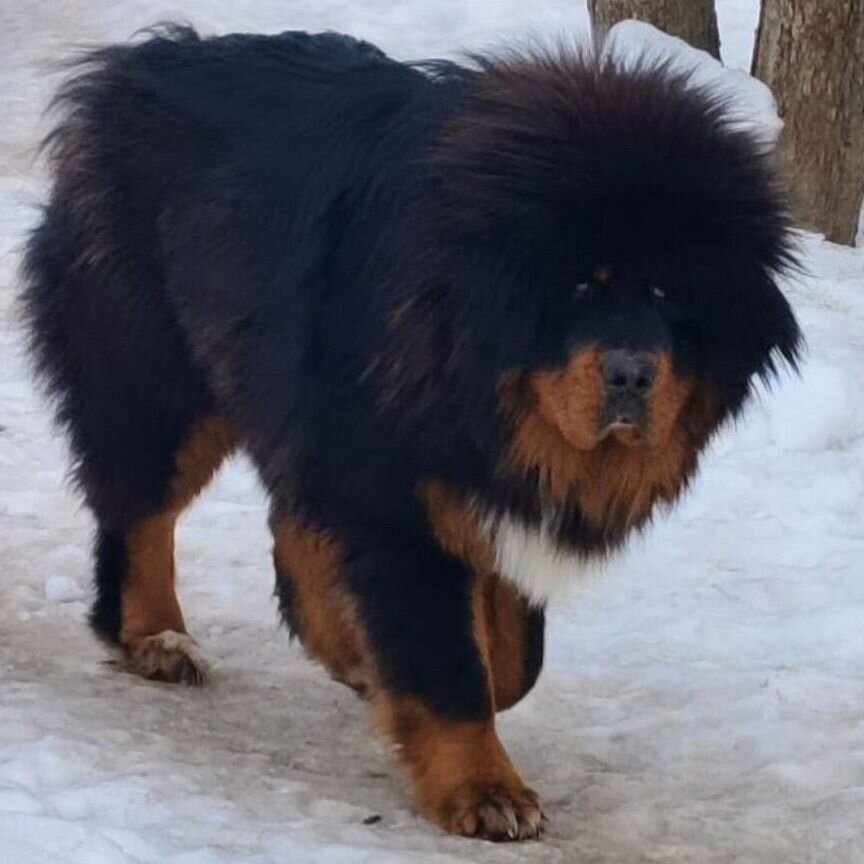 Тибетский мастиф, взрослая собака