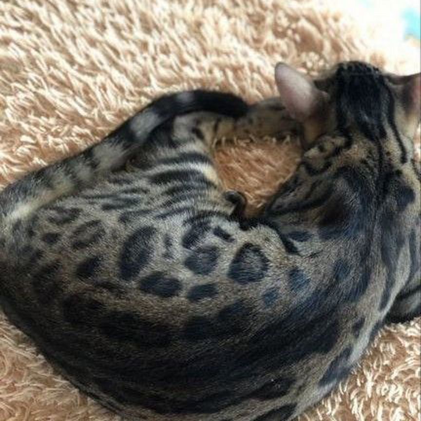 Отдам кота бенгальской породы