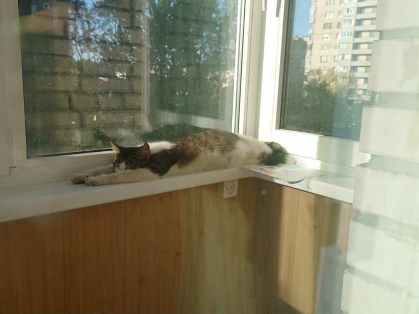 Кошка ищет дом