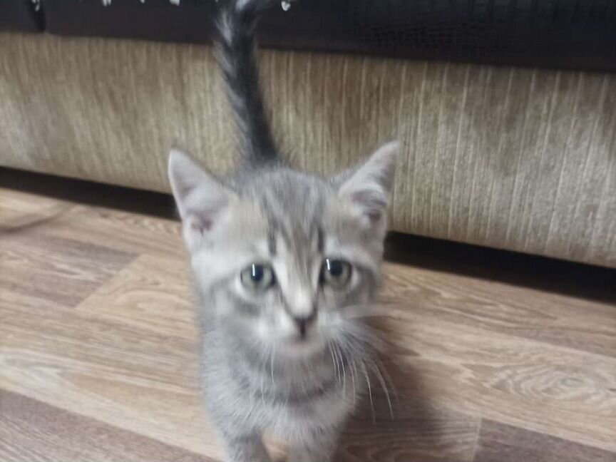 Милая Мосяня