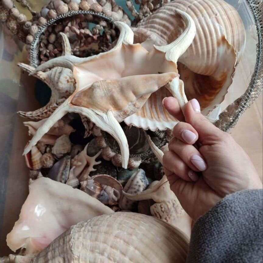 Ракушка морская большая