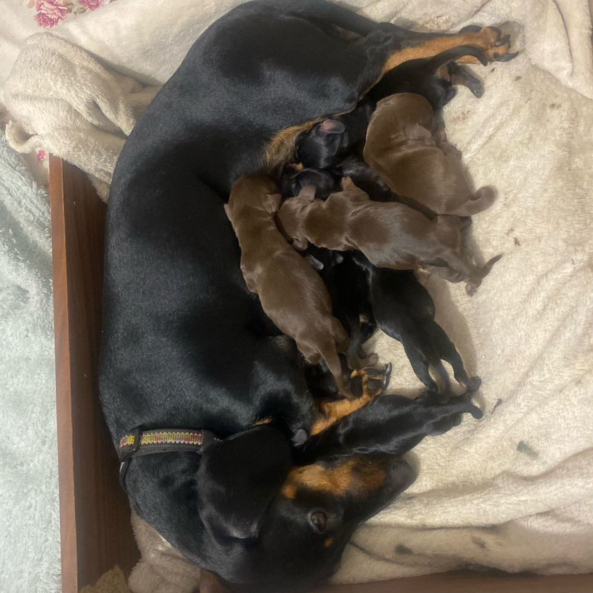 Такса, щенок