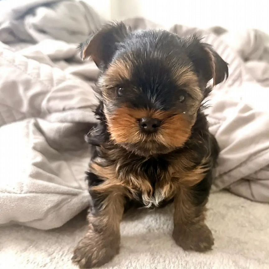 Йоркширский терьер, щенок