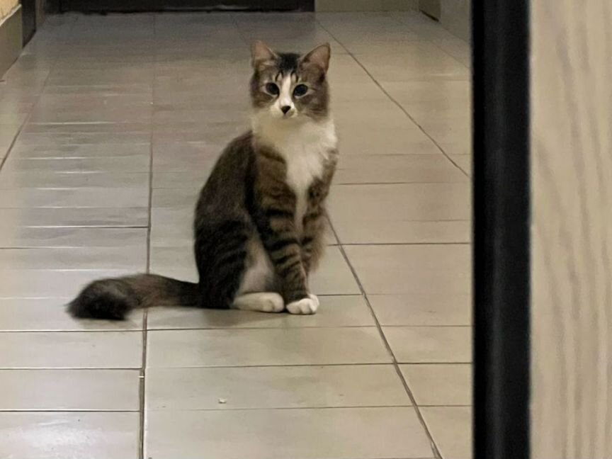 Кошка