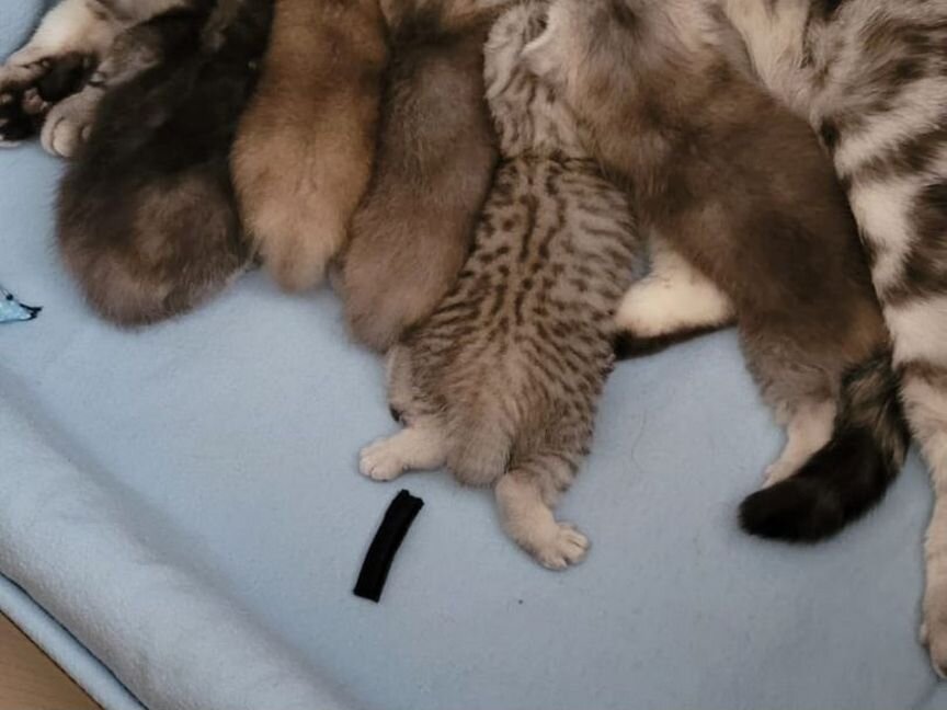 Шотландские котята