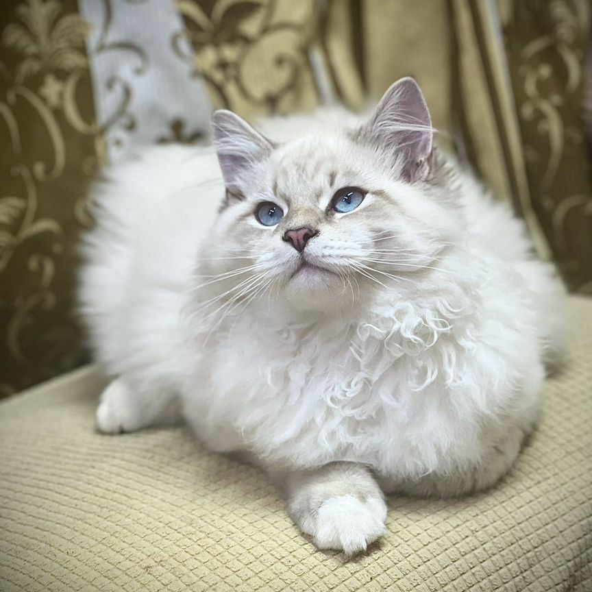 Невский котик
