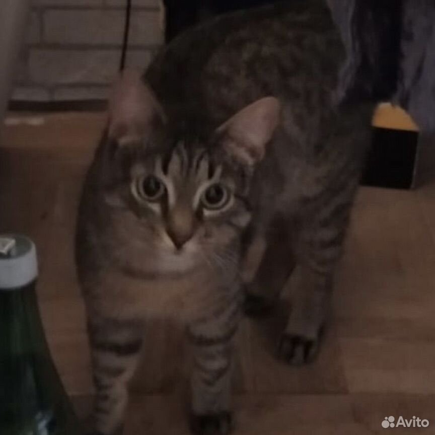 Котик в добрые руки бесплатно