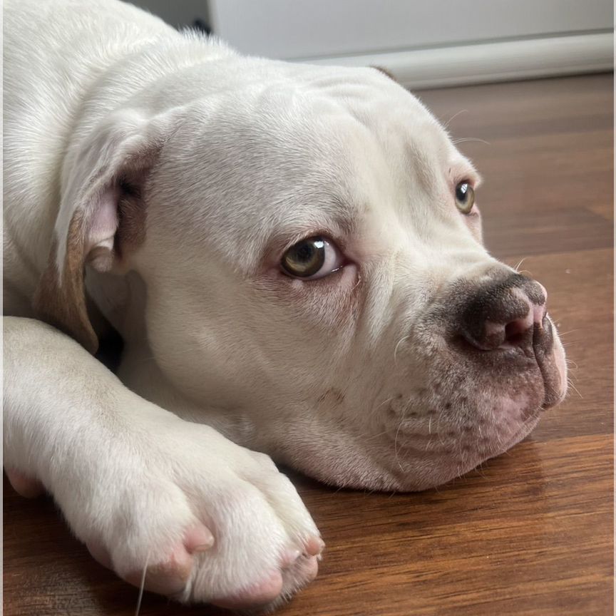 Американский бульдог, щенок