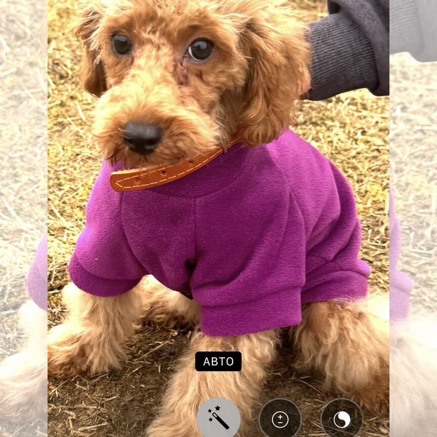 Той-пудель, щенок