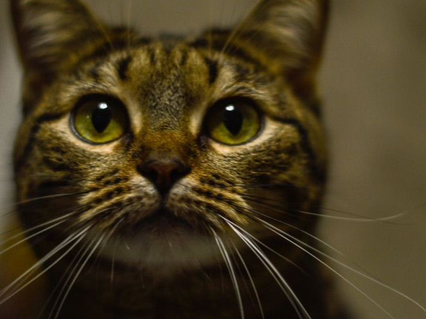 Кошка в дар