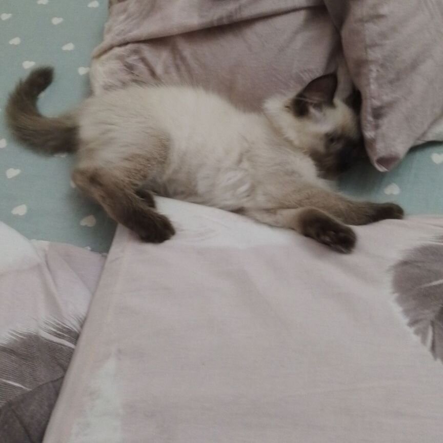 Тайский с балинезом котёнок 2 мес