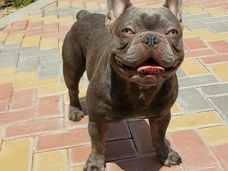 Вязка французского бульдога