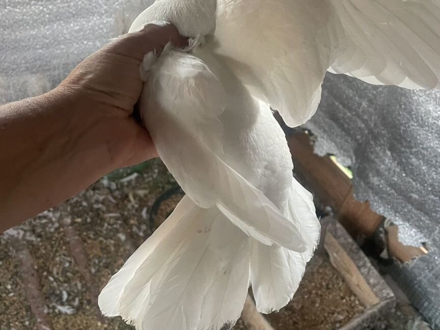 Продажа голубей