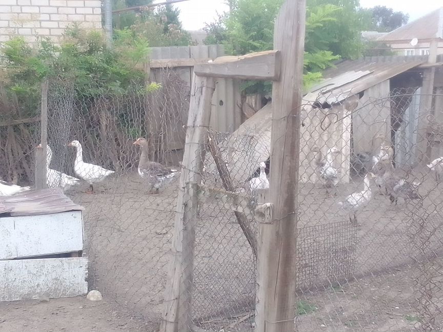 Продам гусят