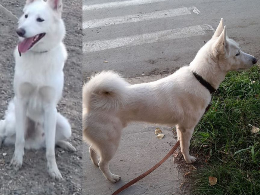 Западно сибирская лайка