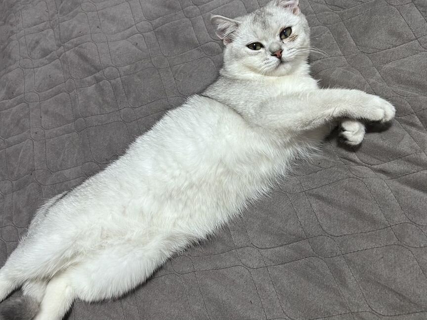 Продам Кота, Британец