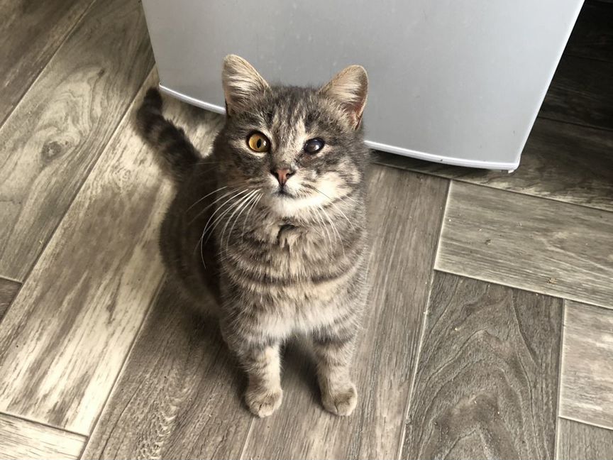 Котофей в добрые руки