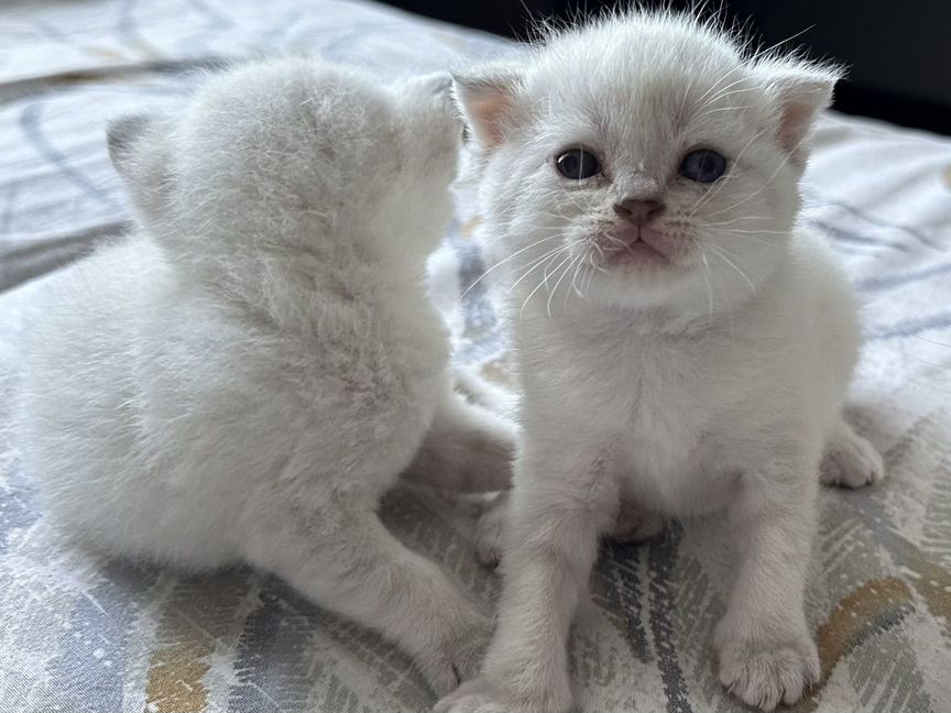 Котята