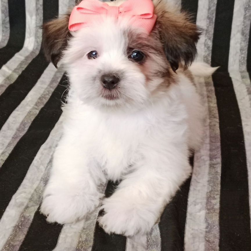 Мальтийская болонка, щенок