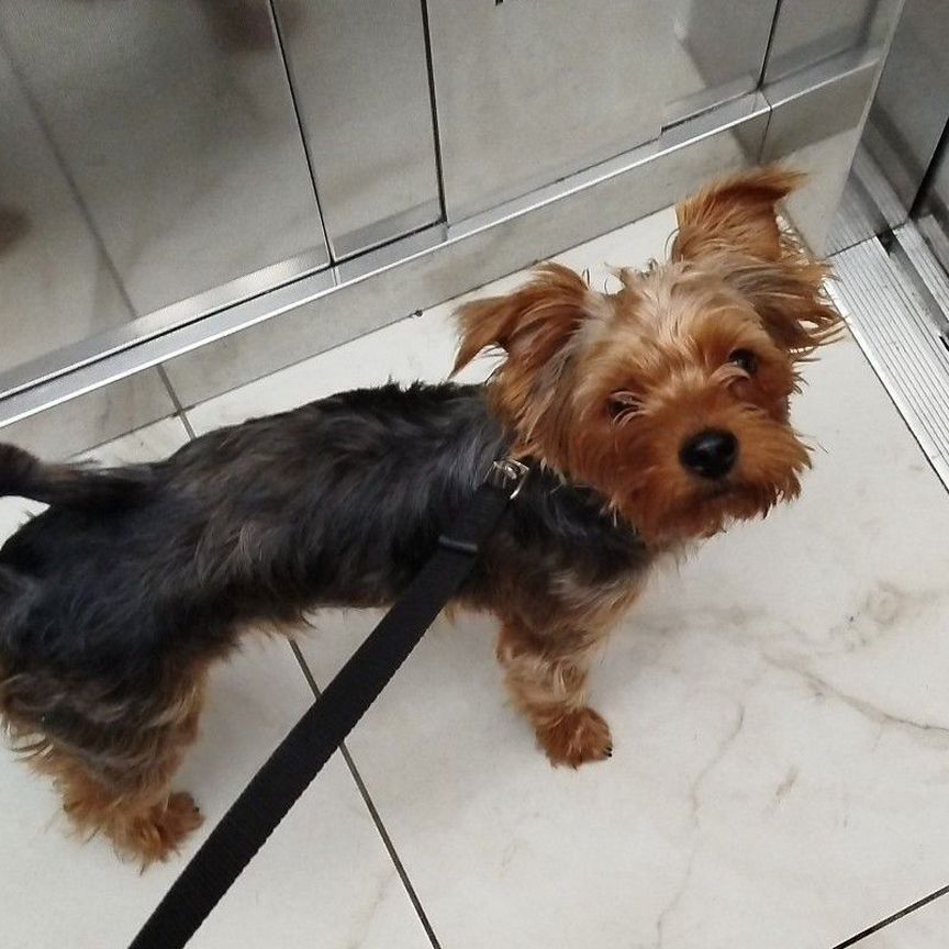 Йоркширский терьер, взрослый пёс