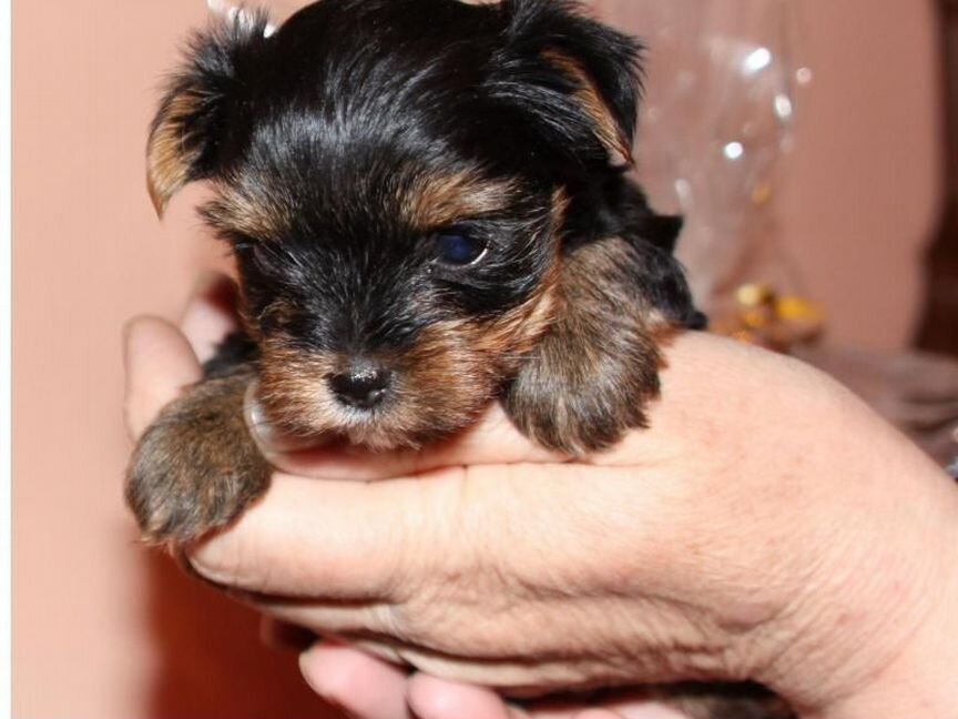 Прелестные щеночки йорка мальчики чистокровные