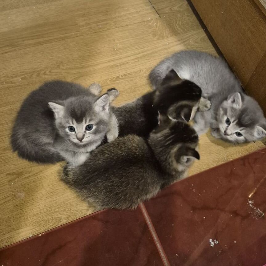 Британский короткошёрстный котёнок