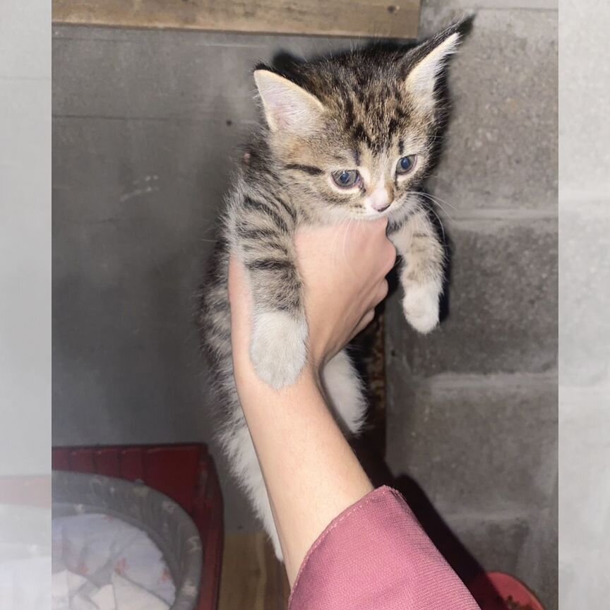 Котёнок в добрые руки