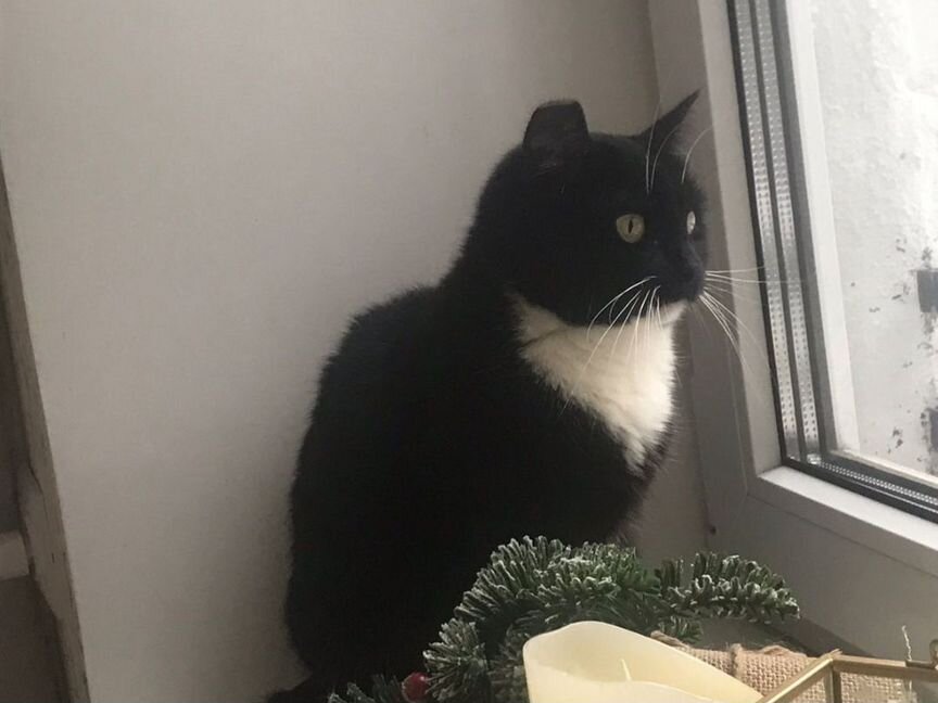 Кошка у окошка