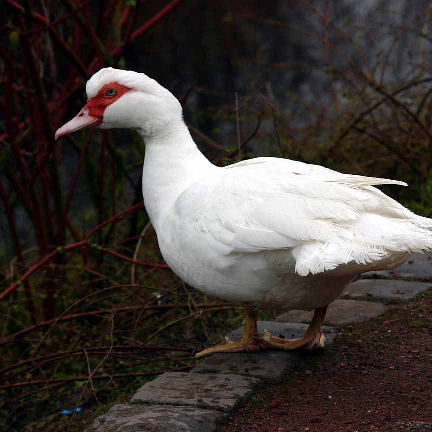 Белые индоутки