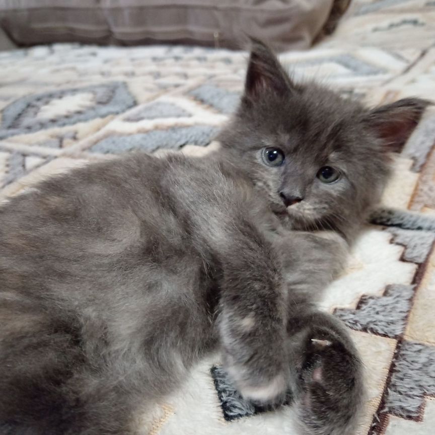 Котята мейкуны продажа