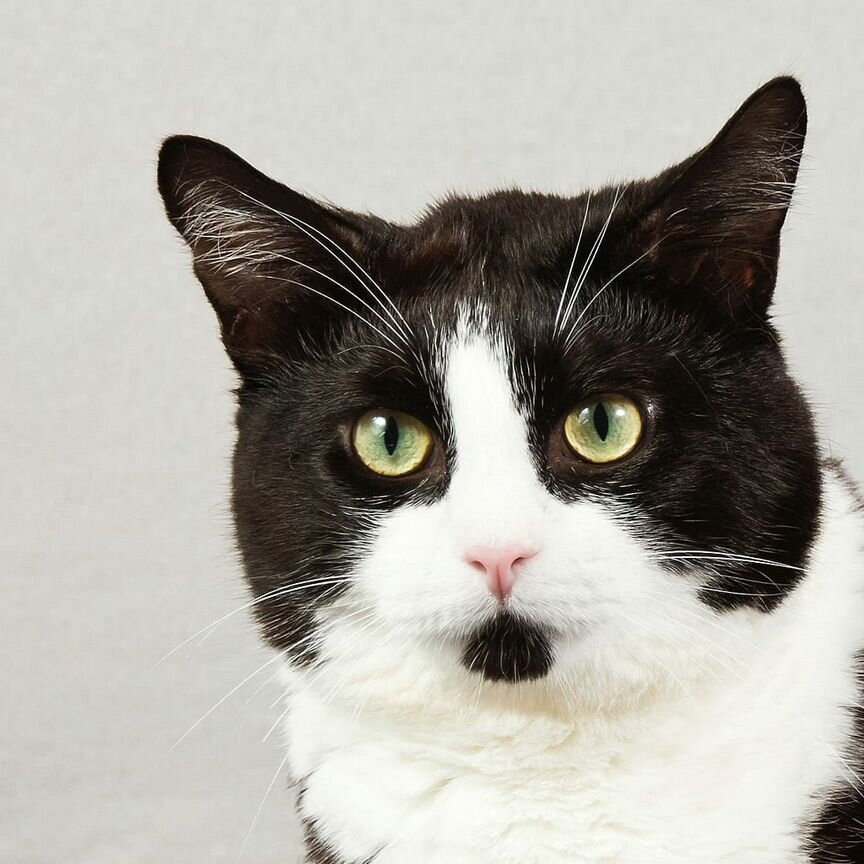 Кот Греф ищет дом