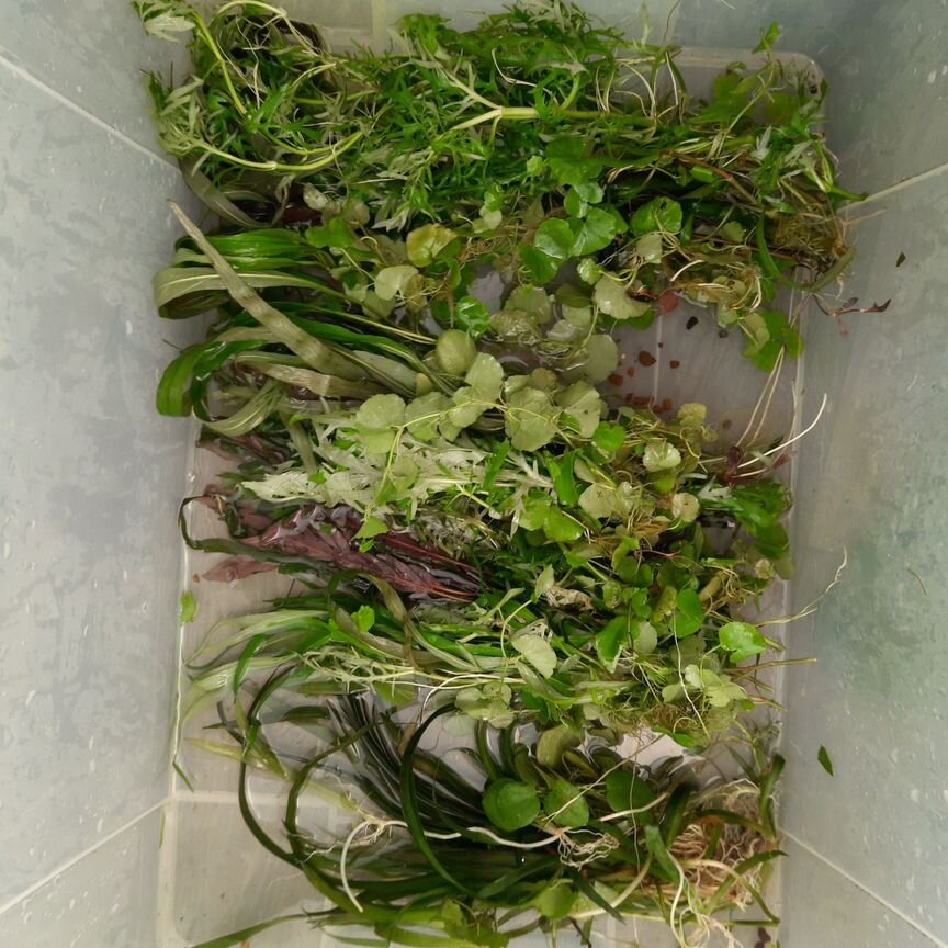 Большая прополка