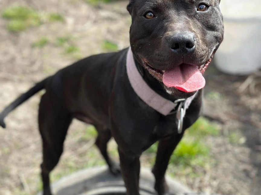 Пристраивается питбуль