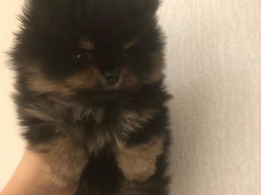 Померанский шпиц мини