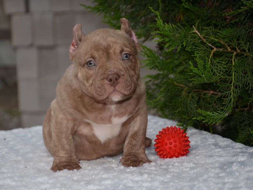 Американский булли