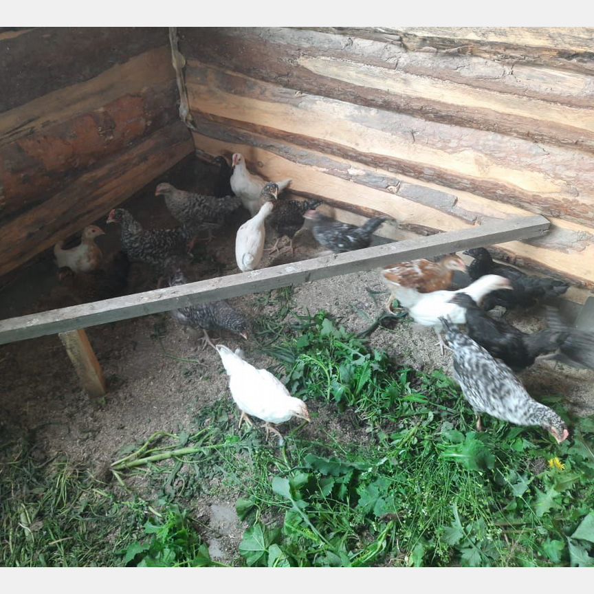 Цыплята деревенские несушки