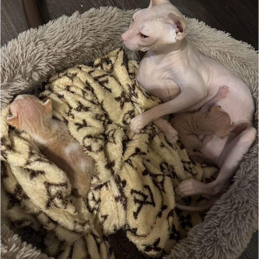 Канадский сфинкс котёнок