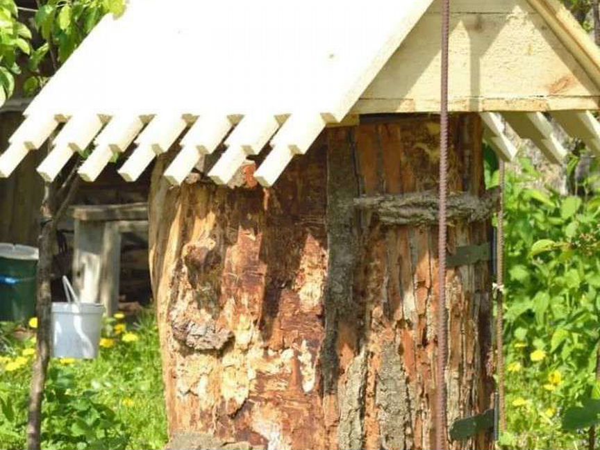 Бортевое пчеловодство