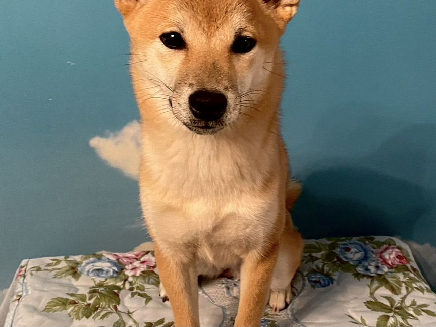 Щенок Сиба Ину