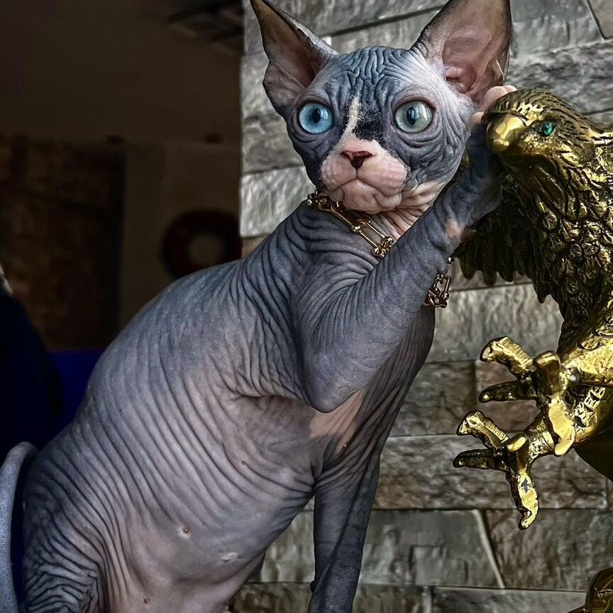 Канадский сфинкс