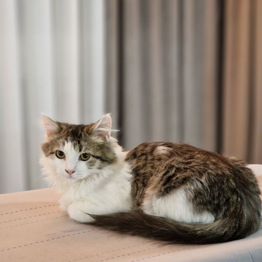 Котенок в добрые руки бесплатно