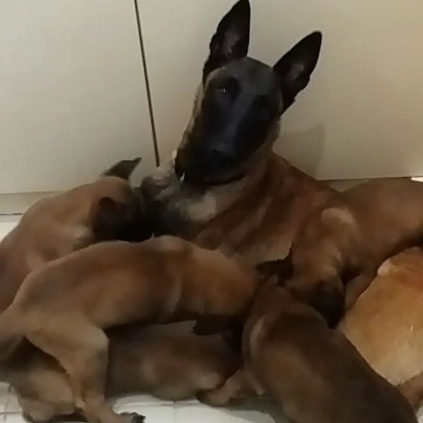 Бельгийская малинуа