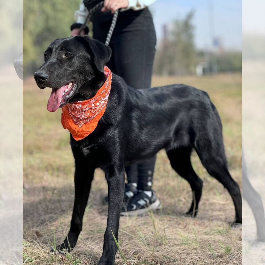 Молодой пес в добрые руки