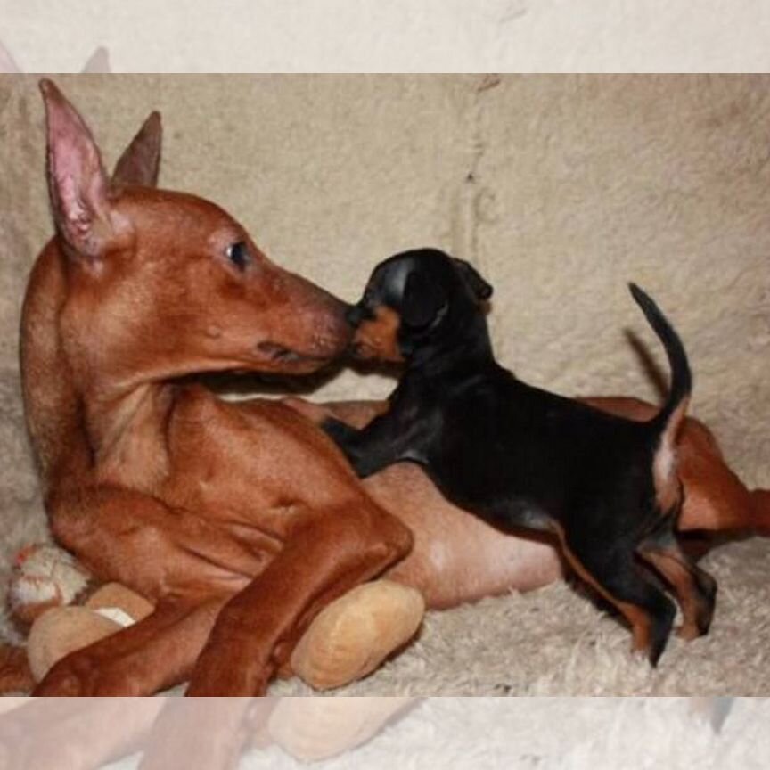 Цвергпинчер, щенок