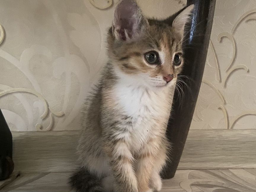 Кошка